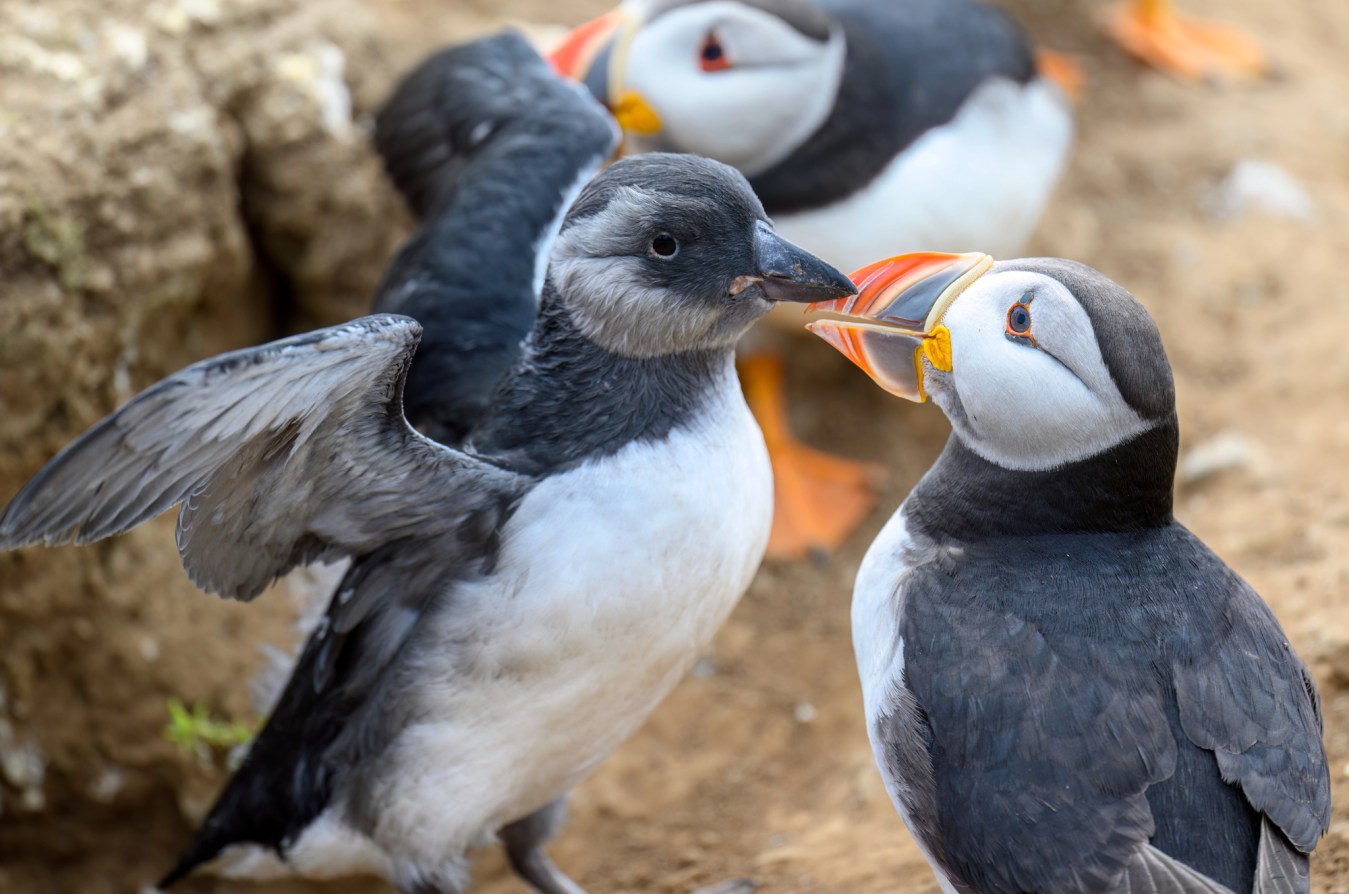 In Iceland, humans throwing baby puffins is a good thing | Popular Science