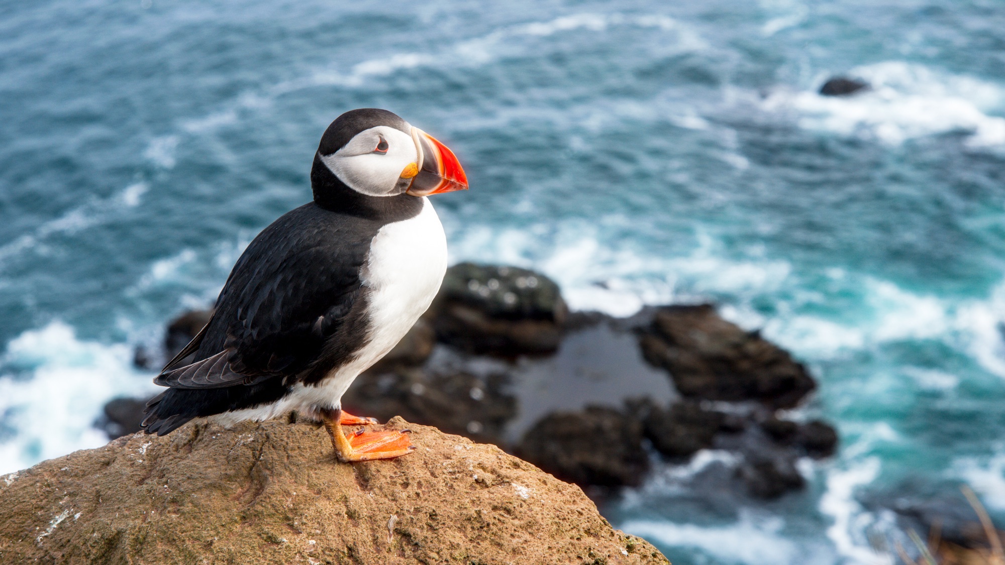 In Iceland, humans throwing baby puffins is a good thing | Popular Science