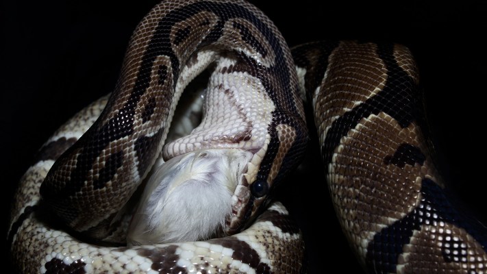 Pythons can devour bones thanks to unique stomach cells | Popular Science