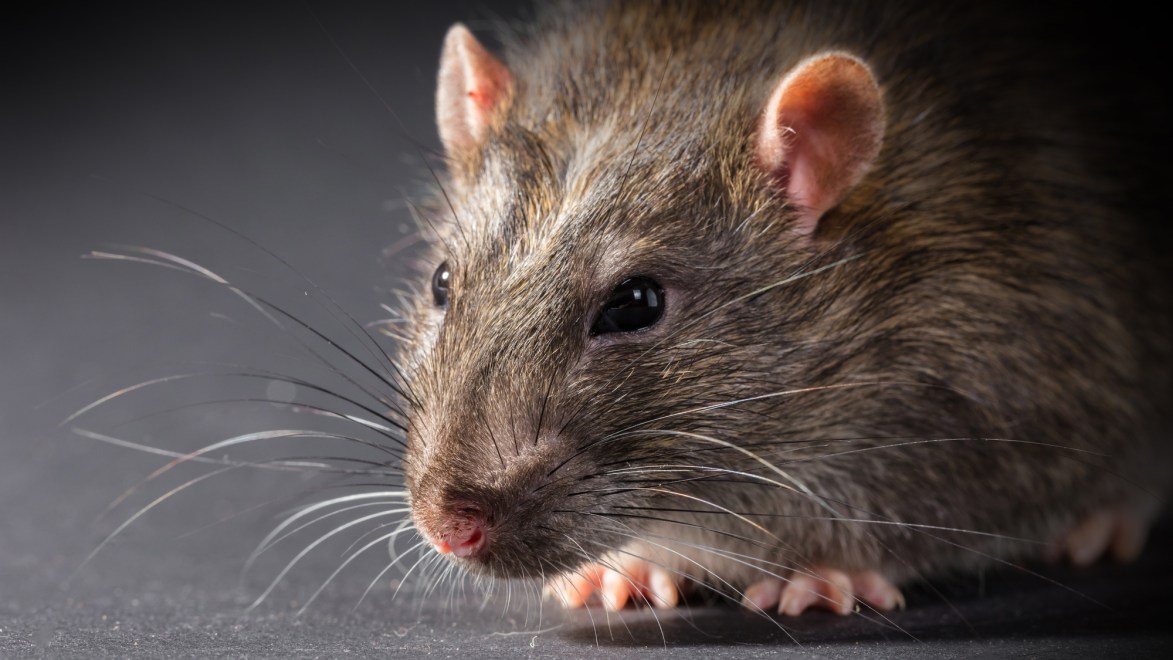 Rat poison is moving up through food chains, threatening carnivores ...