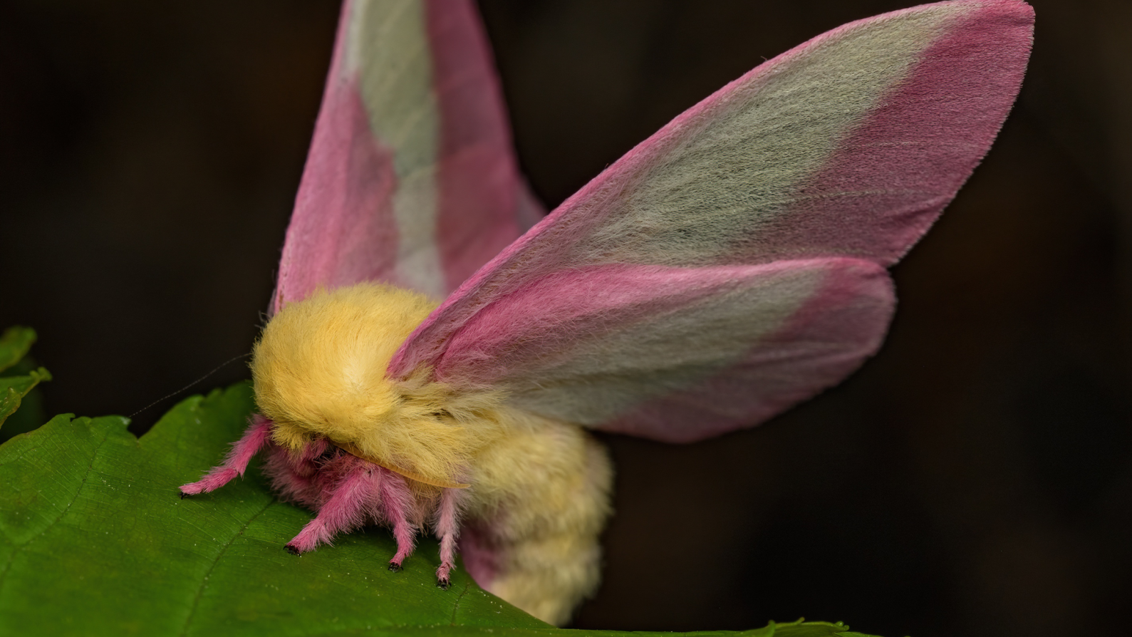 The ‘disco’ gene could help moths tell time | Popular Science