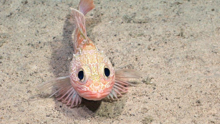 New images of deep sea wonders are surprisingly adorable | Popular Science