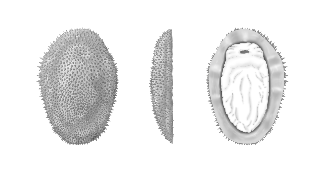 A ‘rotting little plastic bag’ was actually a 514 million-year-old ...