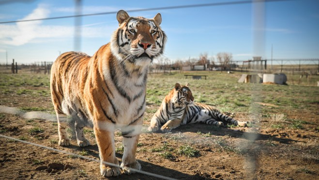 After 'Tiger King': Are 20,000 big cats caged in the U.S.? Highly ...