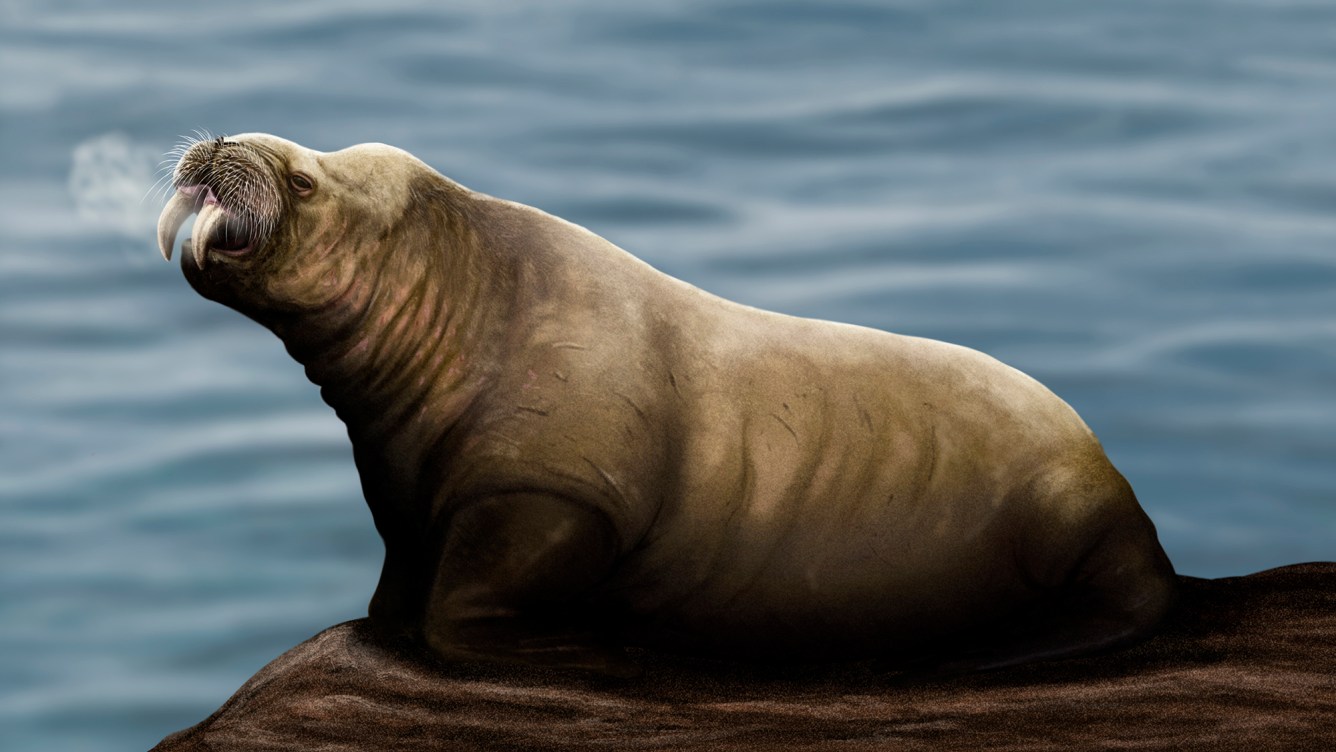 New species of extinct walrus discovered | Popular Science