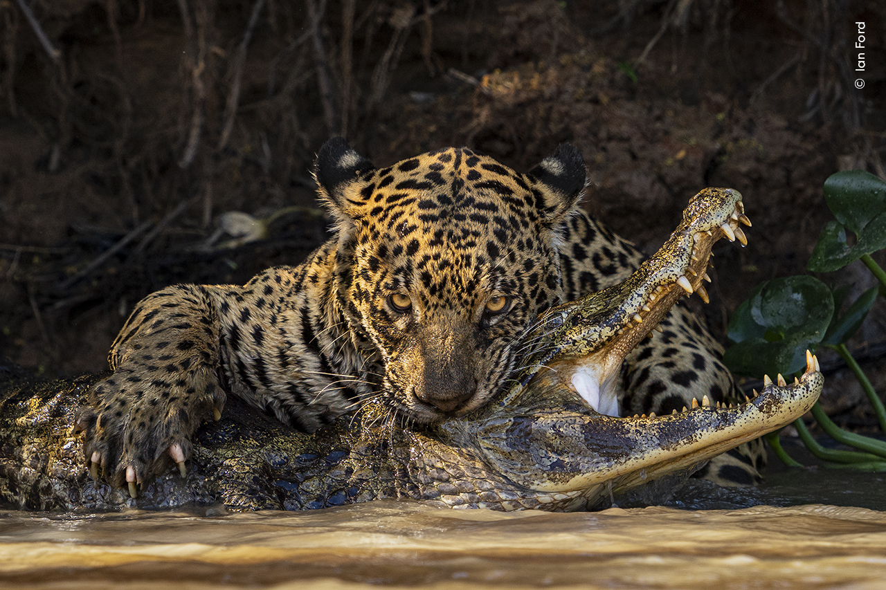 11 unforgettable scenes from the Wildlife Photographer of the Year ...