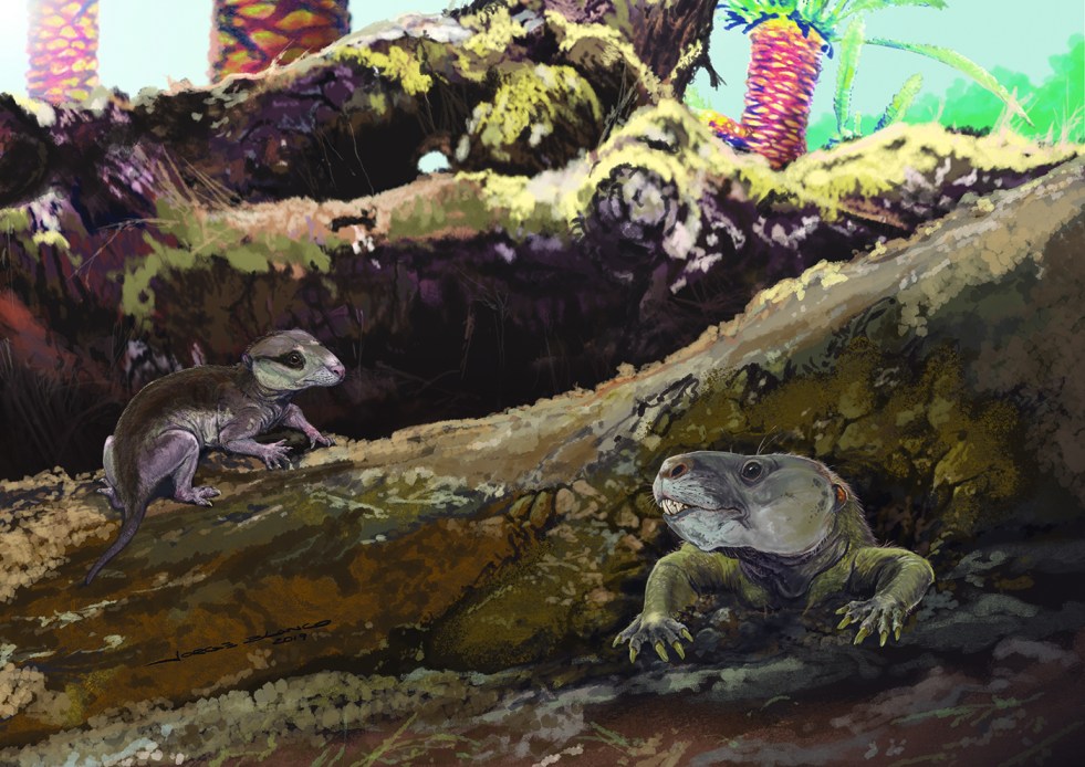A 225-million-year-old fossilized jaw joint shifts evolutionary ...