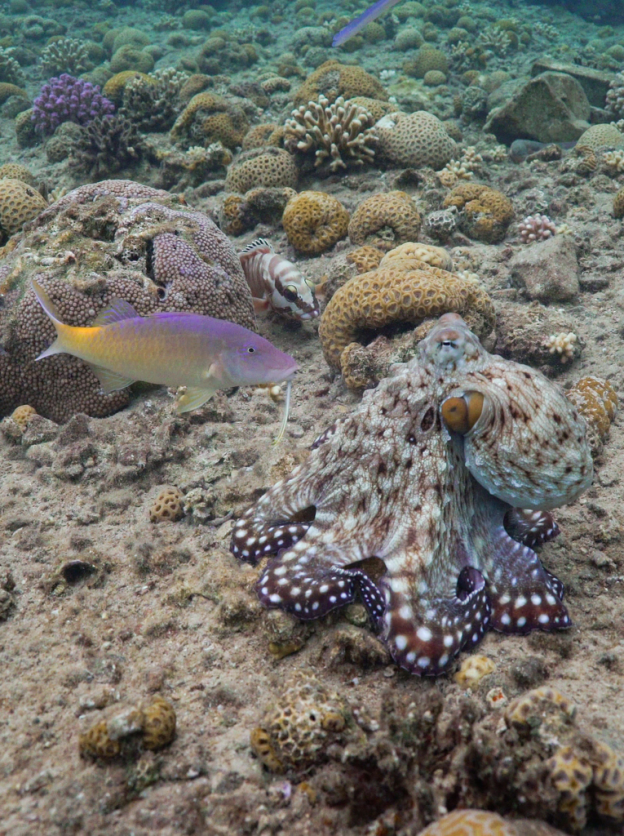 Octopus and fish join forces to hunt together | Popular Science