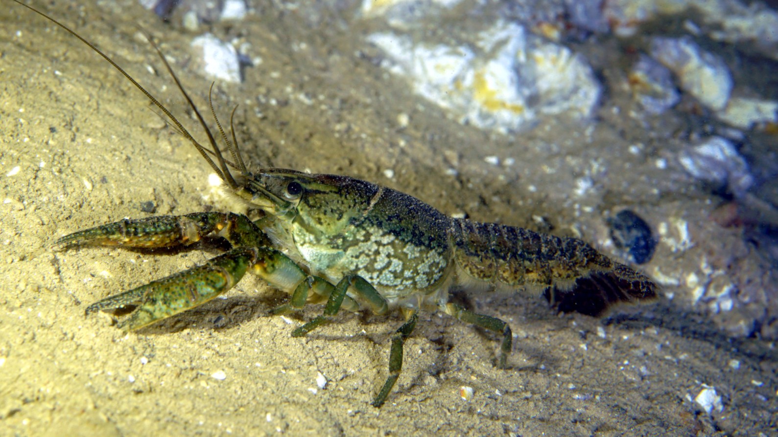 These self-cloning crayfish ladies could take over the world | Popular ...