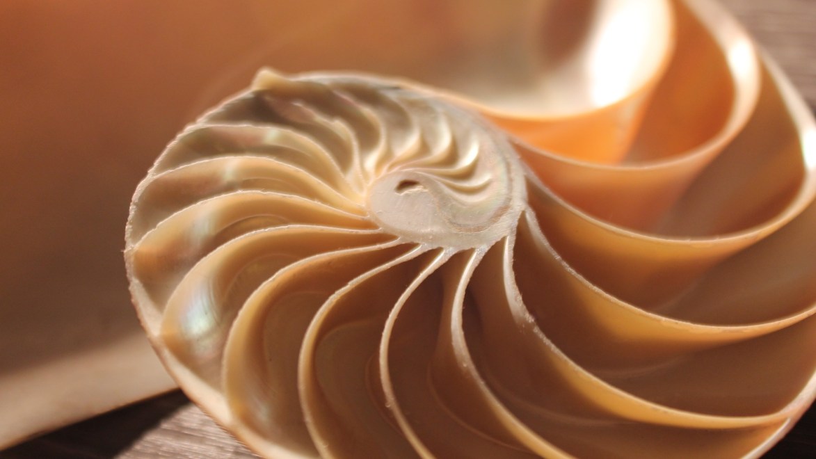 Mathematicians define a new shape—and you've probably seen it | Popular ...