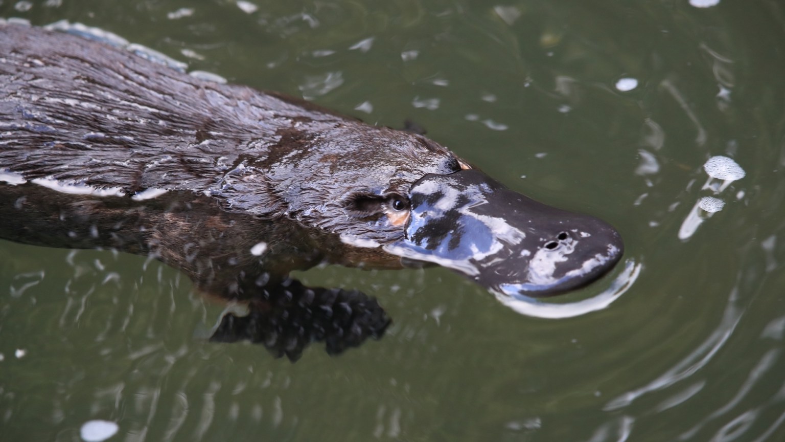 Platypus-like robot skin inspired by scientist's daughter | Popular Science