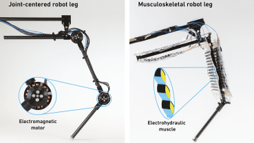 Oil-filled 'muscles' give this robot leg a spring in its step | Popular ...