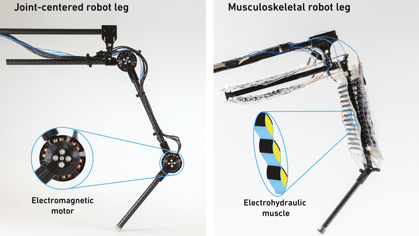 Oil-filled 'muscles' give this robot leg a spring in its step | Popular ...