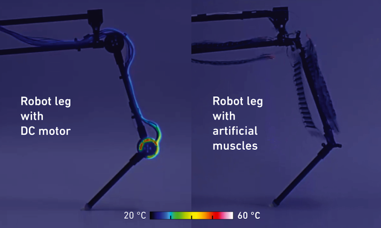 Oil-filled 'muscles' give this robot leg a spring in its step | Popular ...