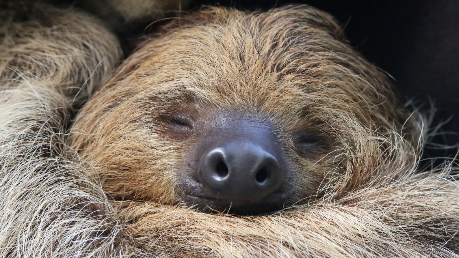 Sloths aren't the picky eaters we thought they were