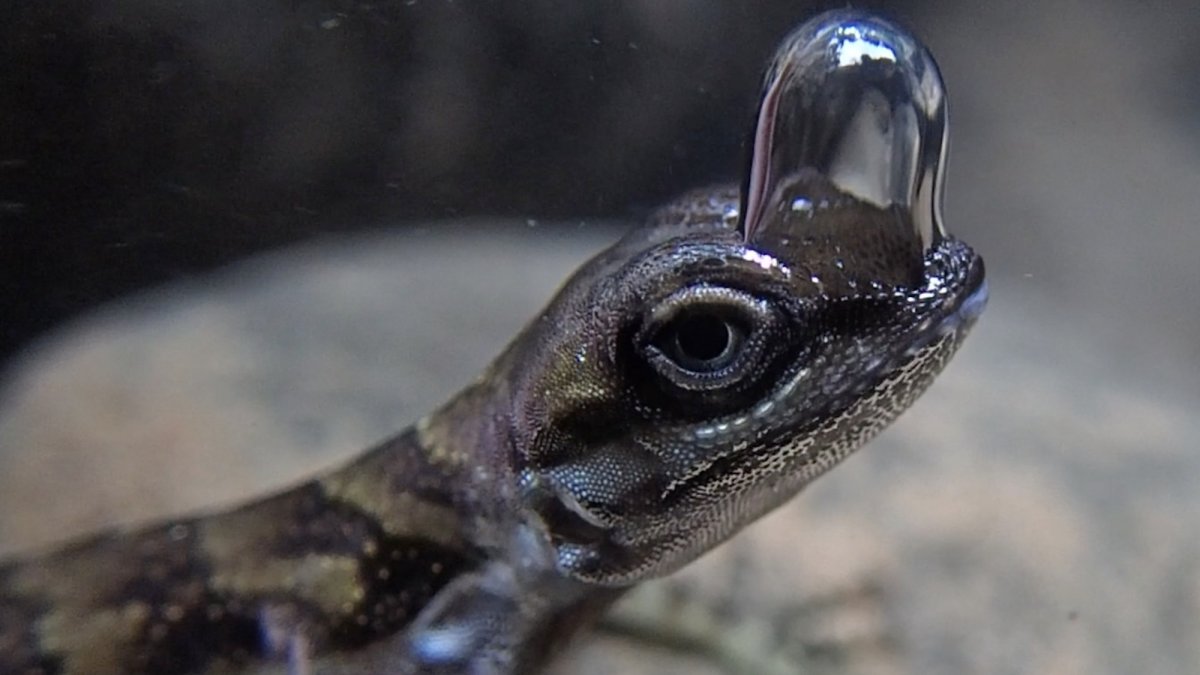 This lizard's skin creates an underwater bubble helmet | Popular Science