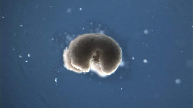 How biobots arise from the cells of dead organisms | Popular Science