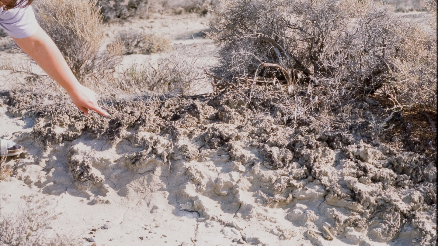 The dirt on biocrusts: Why scientists are working to save Earth’s ...