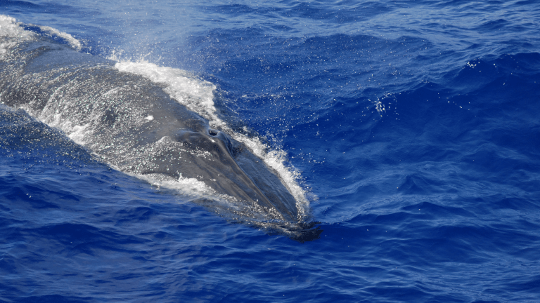 Whale pee moves vital nutrients thousands of miles | Popular Science