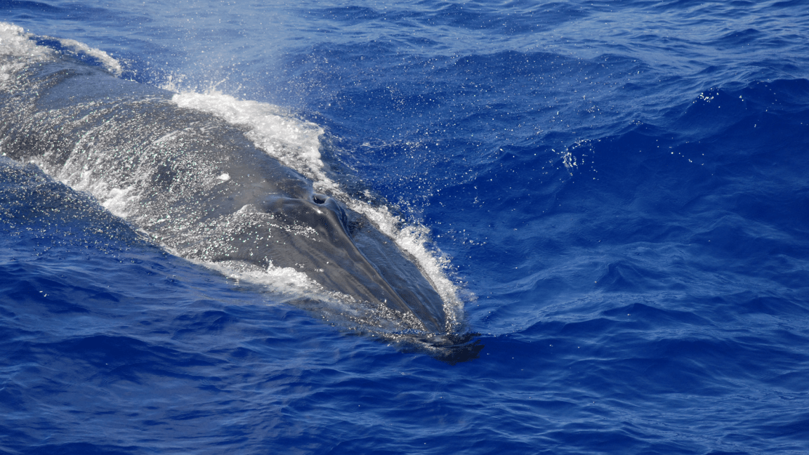 Elusive whale's vocalization could be their version of 'Marco Polo ...