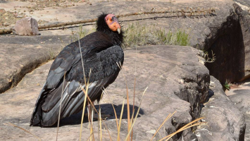 4 endangered California condors will be released into the wild ...