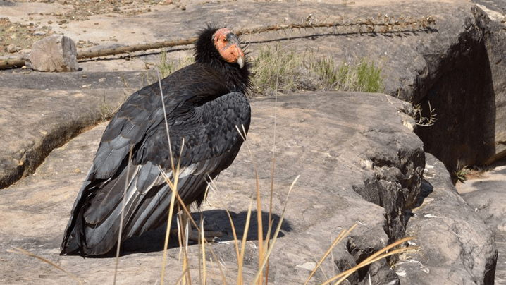 4 endangered California condors will be released into the wild ...