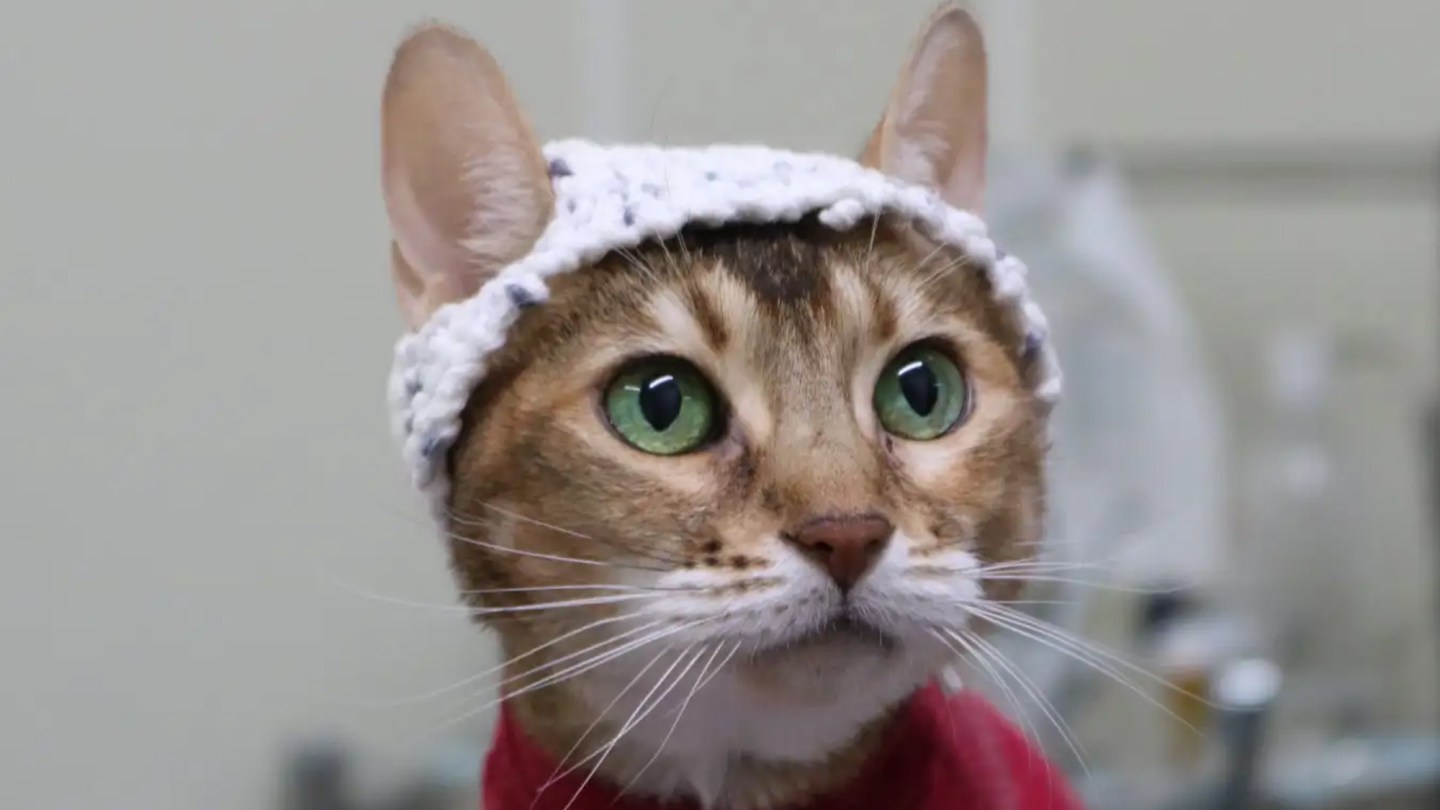 Researchers put little hats on cats to measure their brainwaves ...