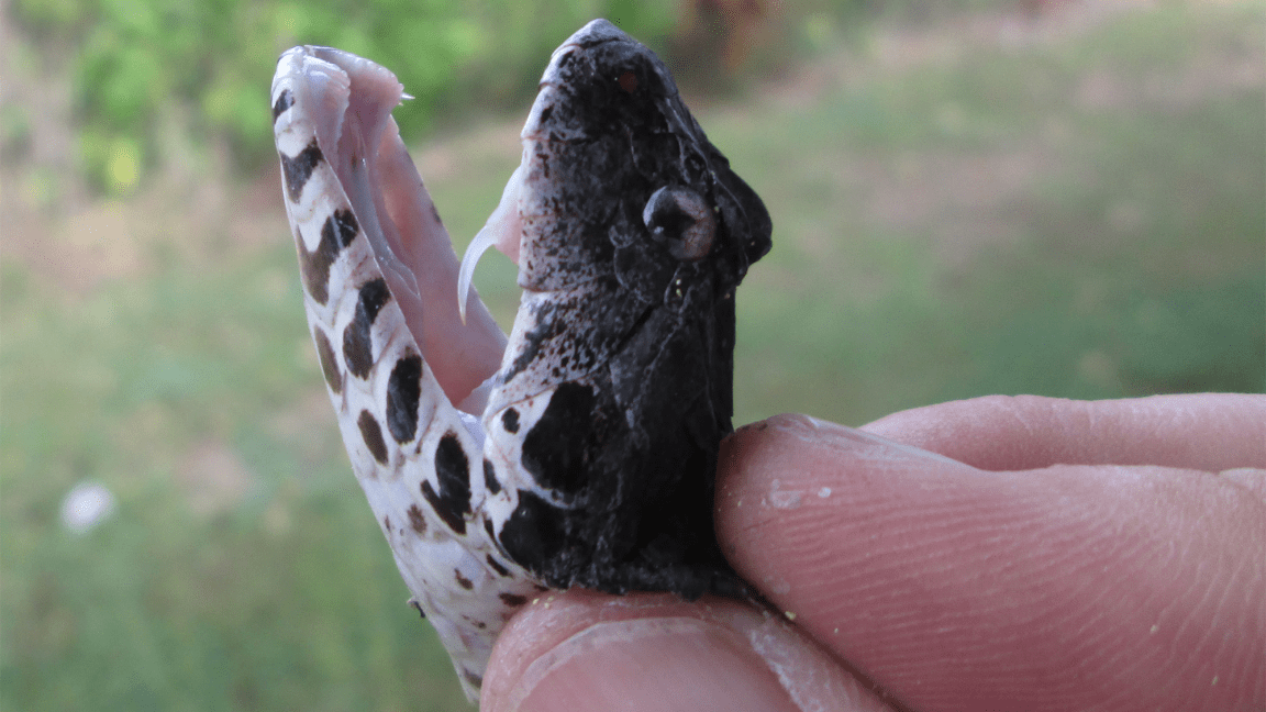 New tool helps scientists identify venomous snakes | Popular Science