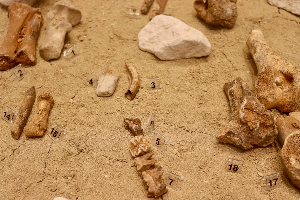 Humans likely wiped out Cyprus' tiny hippos and elephants in record ...