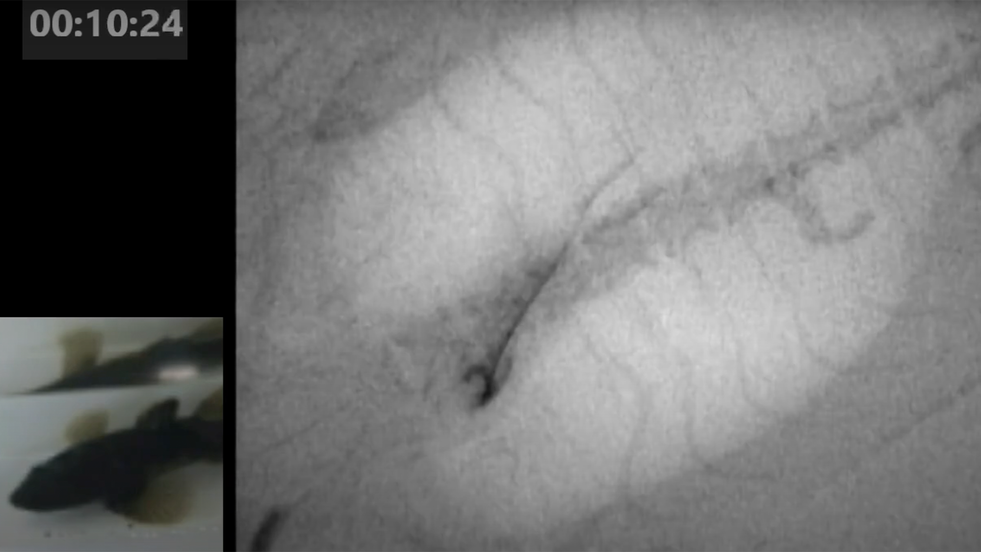 Watch an eel escape a fish’s stomach through its gills | Popular Science