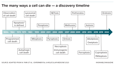 Your cells are dying. All the time. | Popular Science