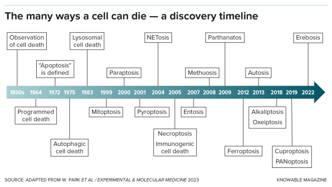 Your cells are dying. All the time. | Popular Science