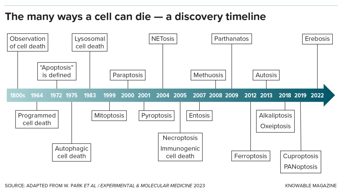 Your cells are dying. All the time. | Popular Science
