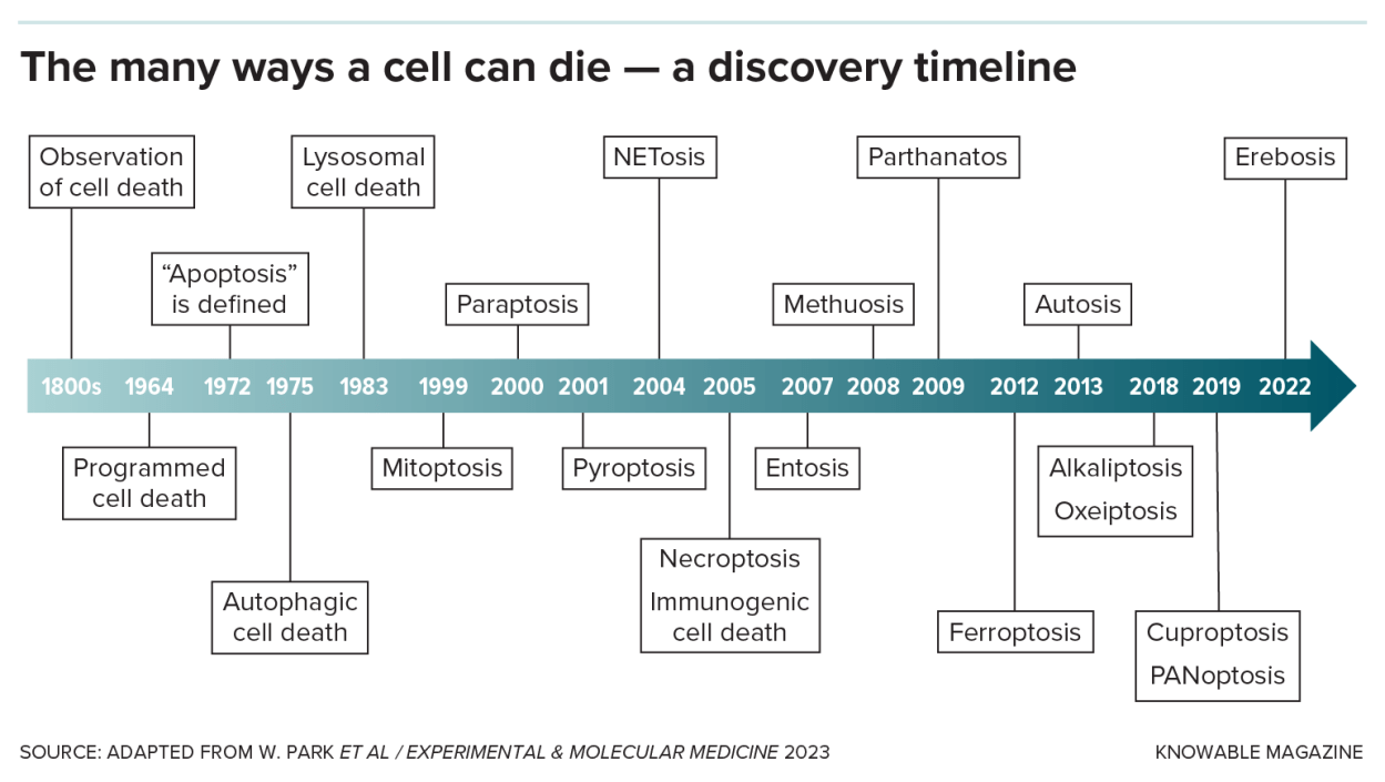Your cells are dying. All the time. | Popular Science