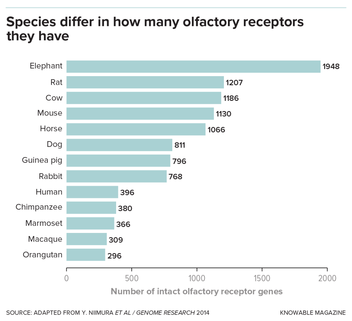 What’s that smell—and how’d you know? | Popular Science