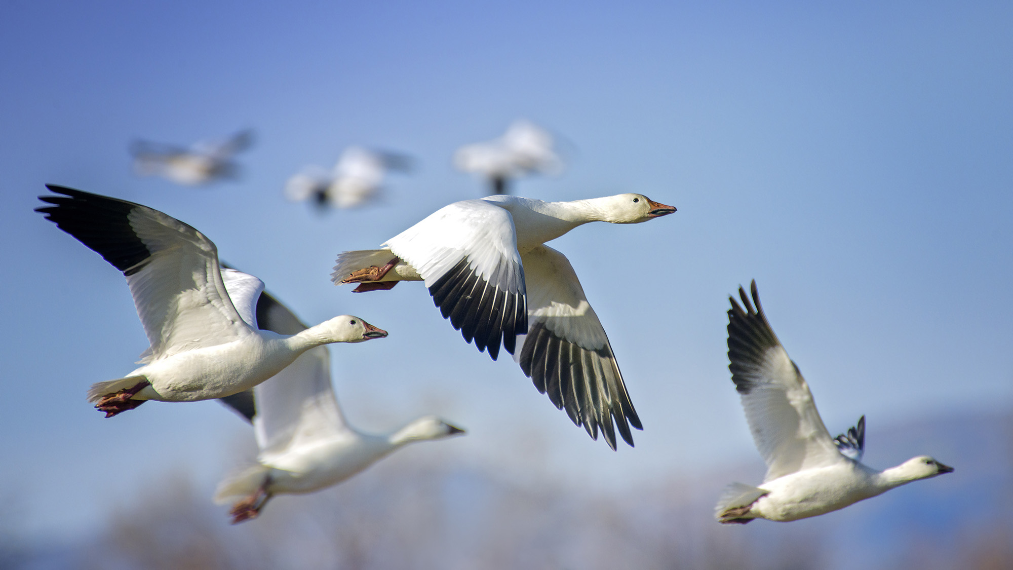 Why do birds migrate? Scientists have a few major theories. | Popular ...