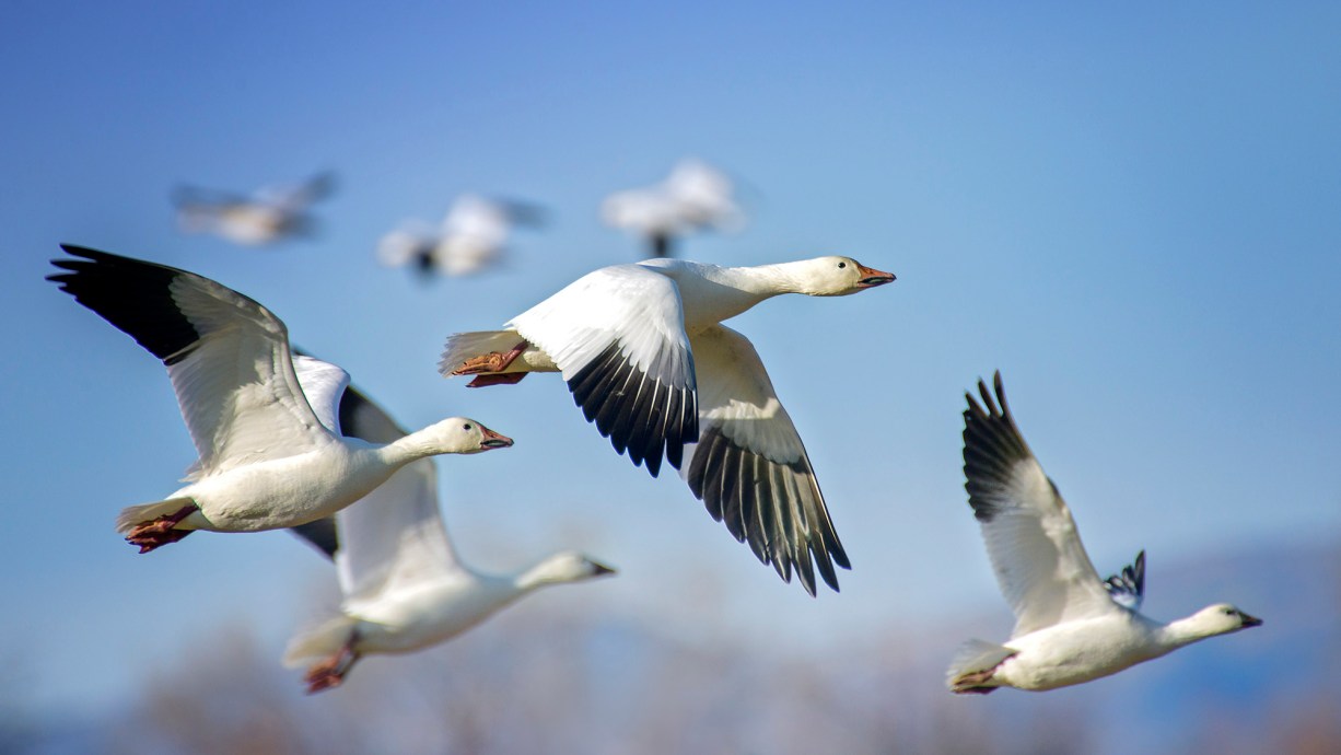 Why do birds migrate? Scientists have a few major theories. | Popular ...