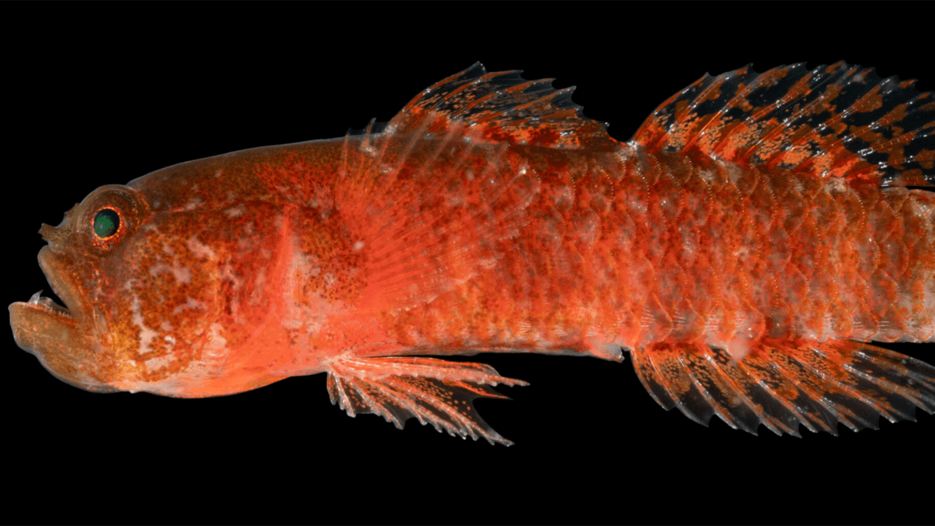 Seriously grumpy-faced fish discovered in Red Sea | Popular Science