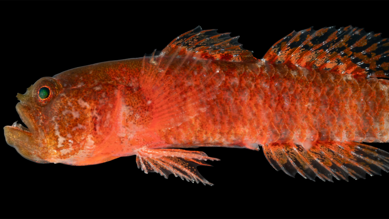 Seriously grumpy-faced fish discovered in Red Sea | Popular Science