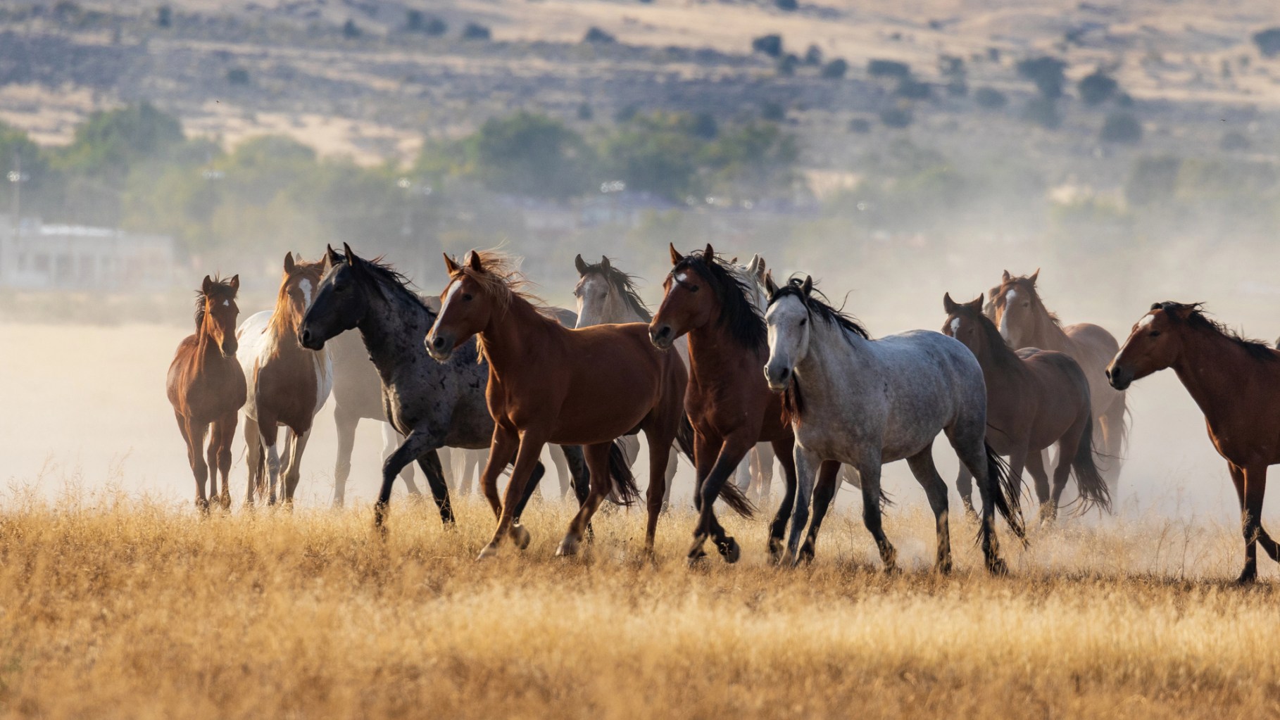 Where and when were horses domesticated? | Popular Science