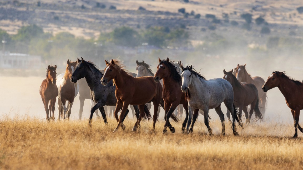 Where and when were horses domesticated? | Popular Science
