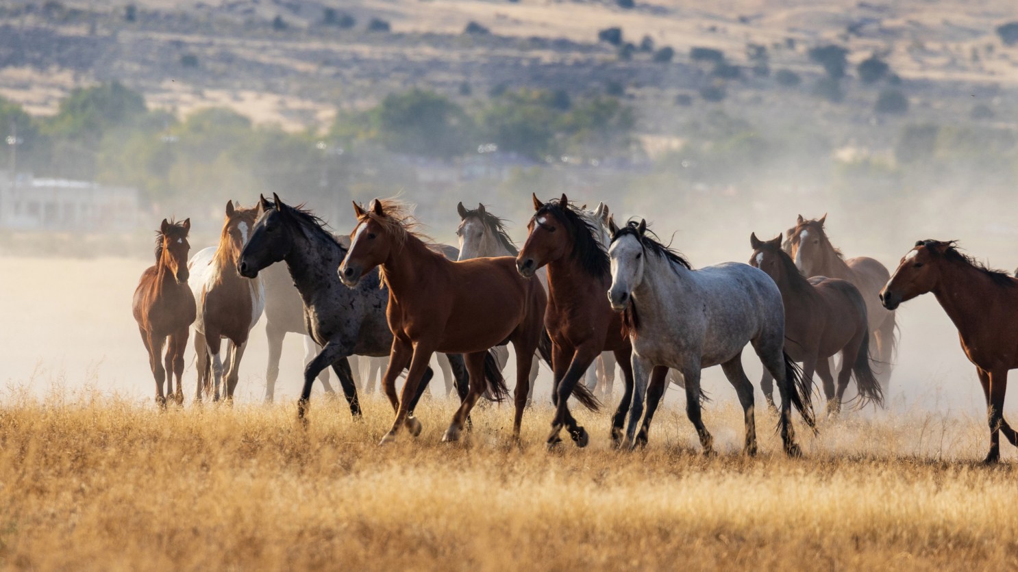 Where and when were horses domesticated? | Popular Science