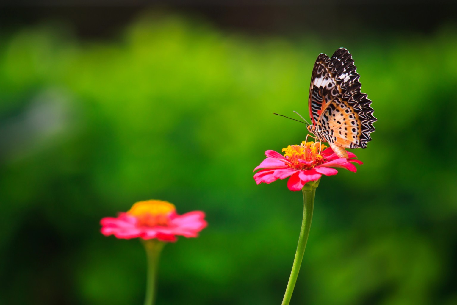 How to plant a garden butterflies will love | Popular Science