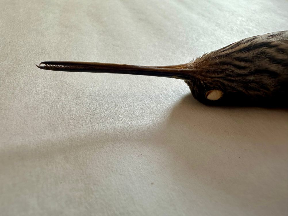 'Weird' prehistoric bird had a weaponized beak with teeth | Popular Science