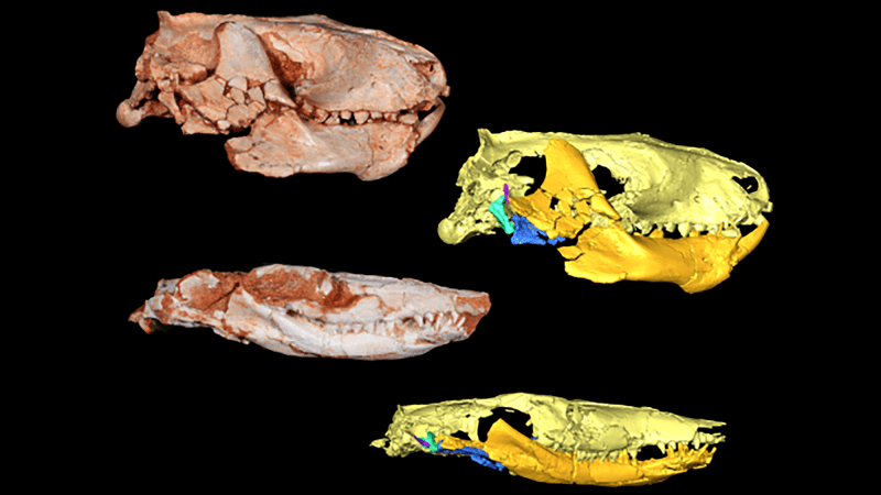 A 225-million-year-old fossilized jaw joint shifts evolutionary ...