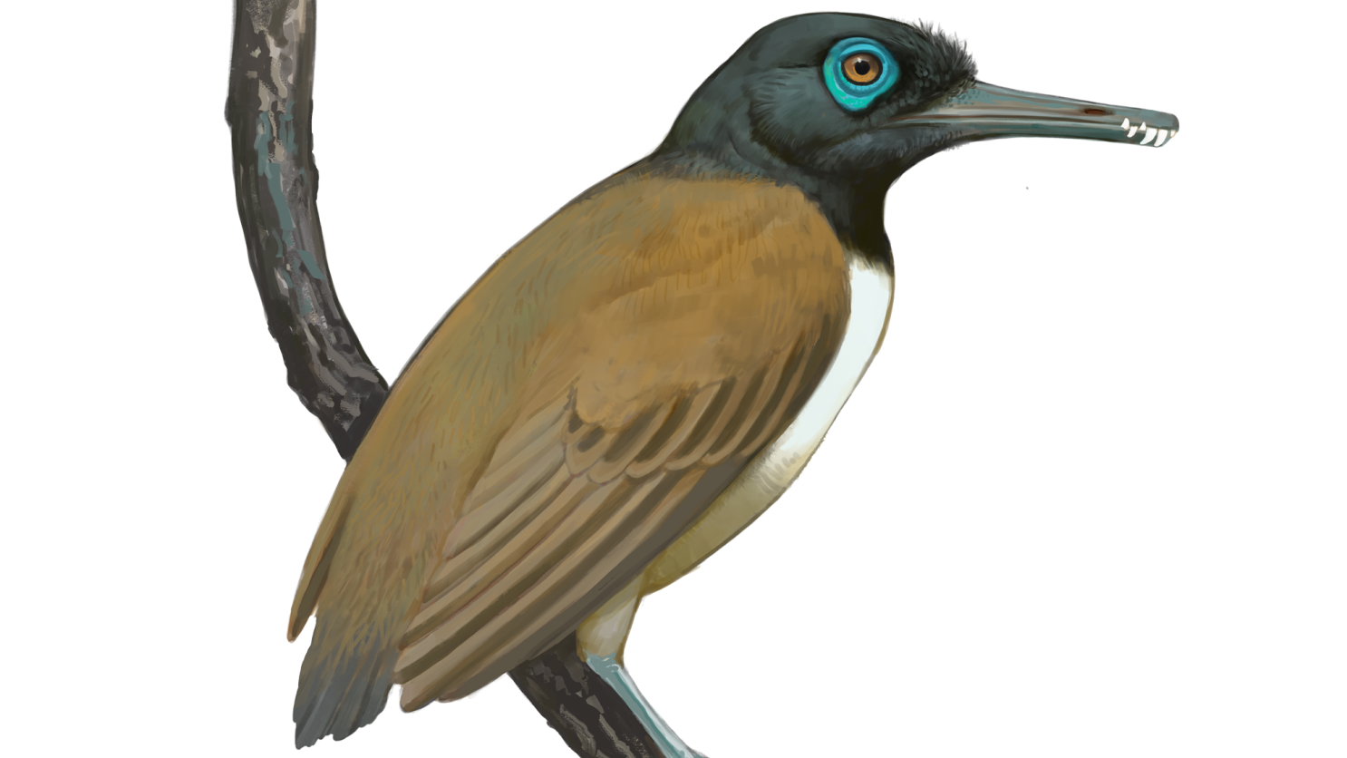 'Weird' prehistoric bird had a weaponized beak with teeth | Popular Science