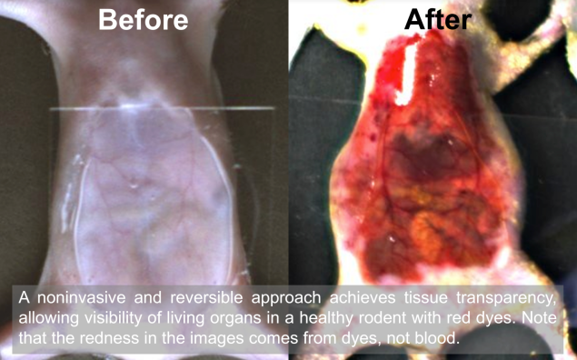 The dye in Doritos can make mice transparent | Popular Science