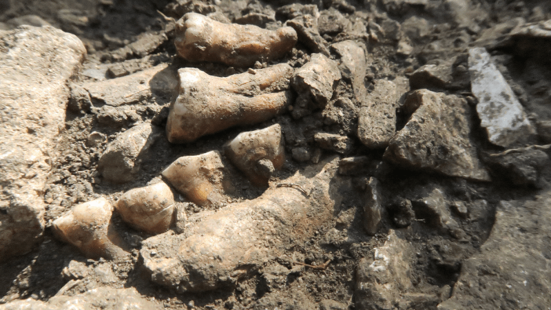 Neanderthals may have enjoyed collecting tchotchkes—just like us ...