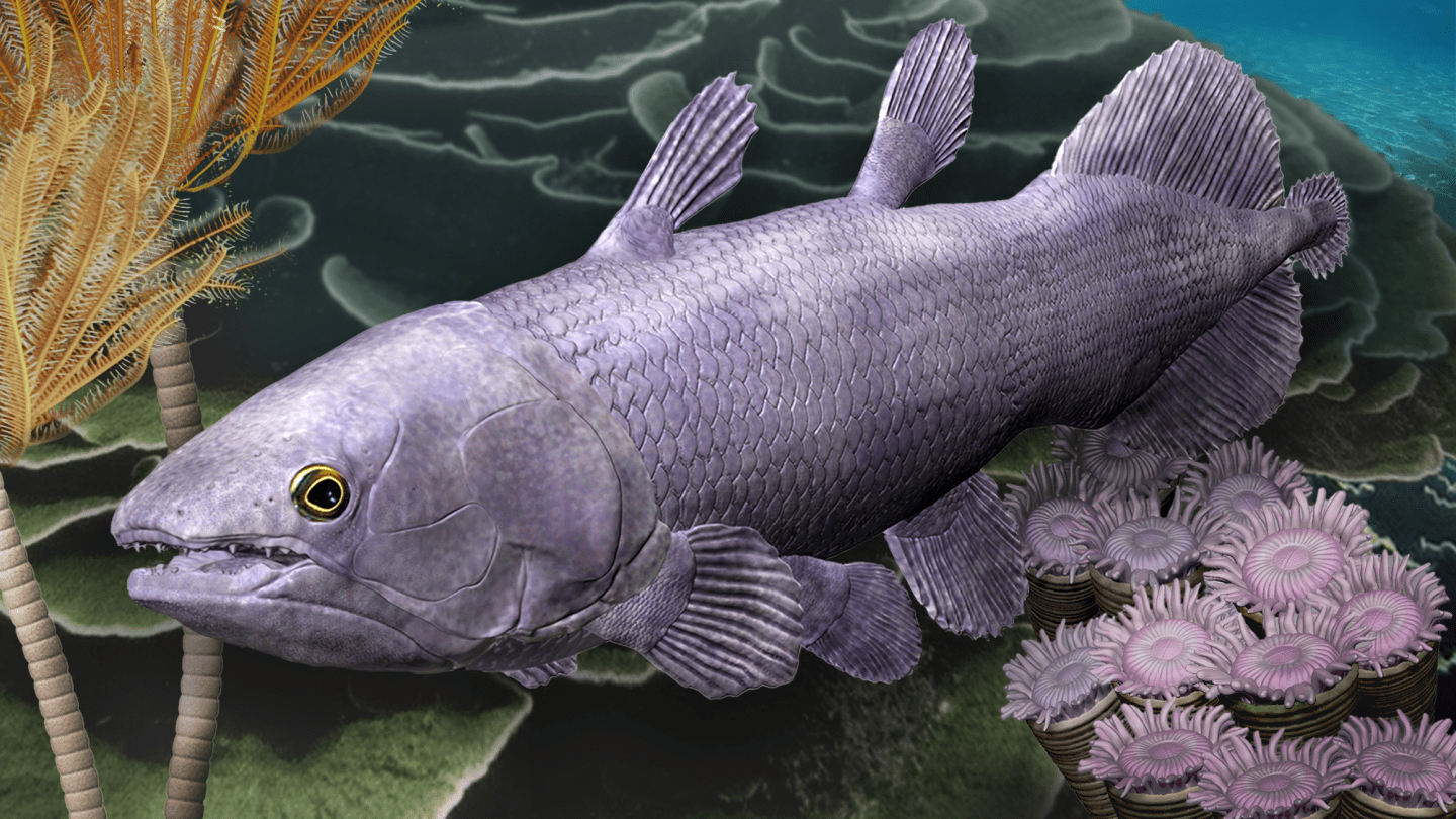 The ‘living fossil’ that thrived during a mass extinction | Popular Science