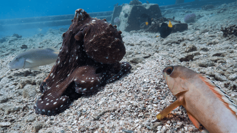 Octopus and fish join forces to hunt together | Popular Science
